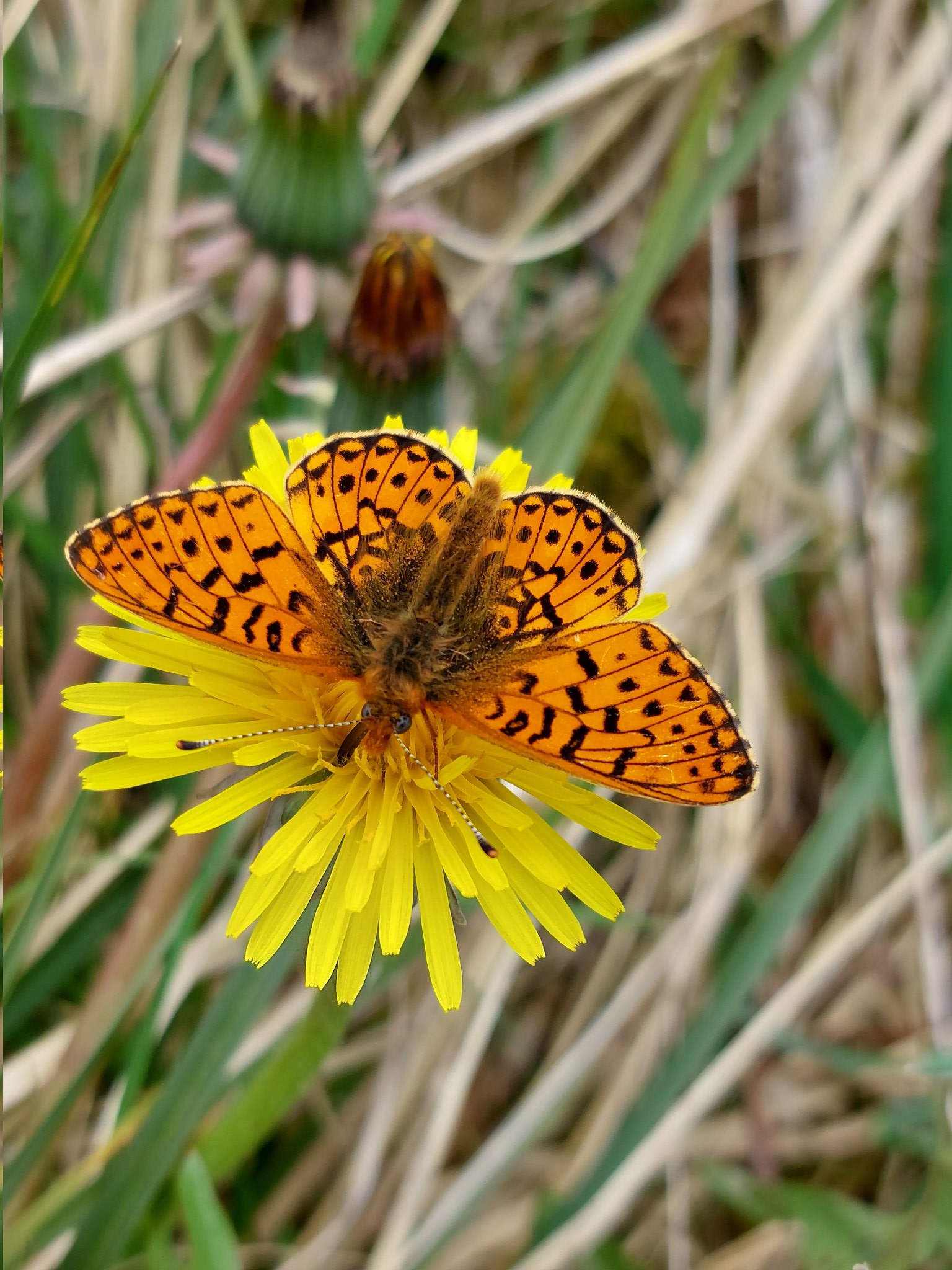 In Mabie Forest – Stephen Rutt